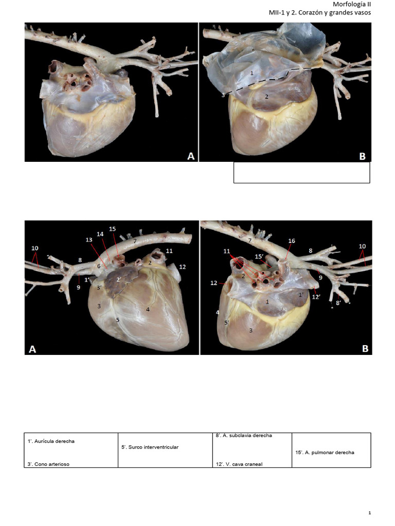 Anatomía del Corazón y Grandes Vasos | PDF | Corazón | Aorta