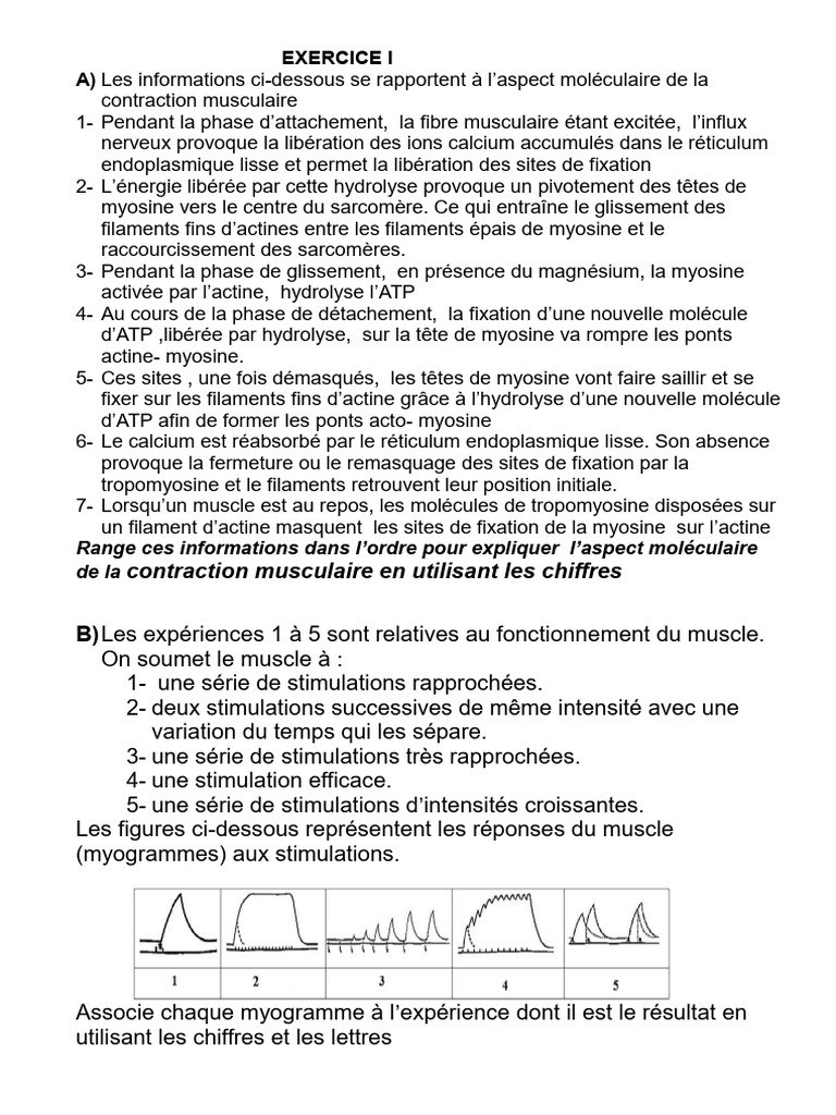 Mécanisme de la contraction musculaire | PDF | Muscle | Contraction du ...