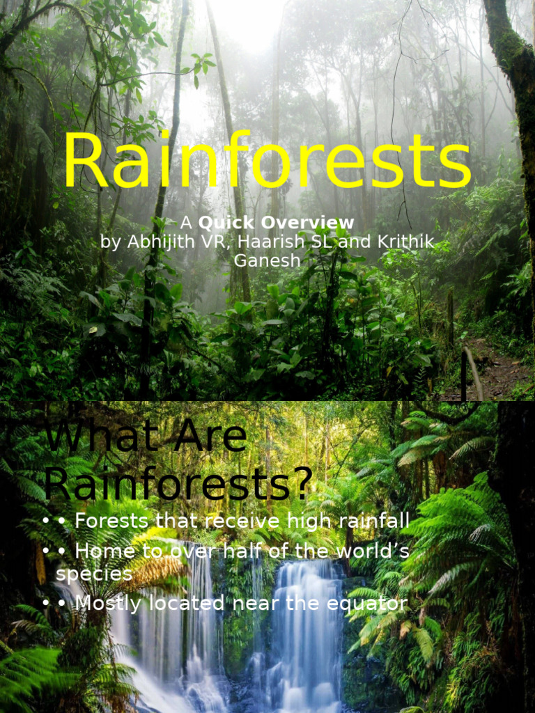 ALL About Rainforests | PDF | Rainforest | Plants