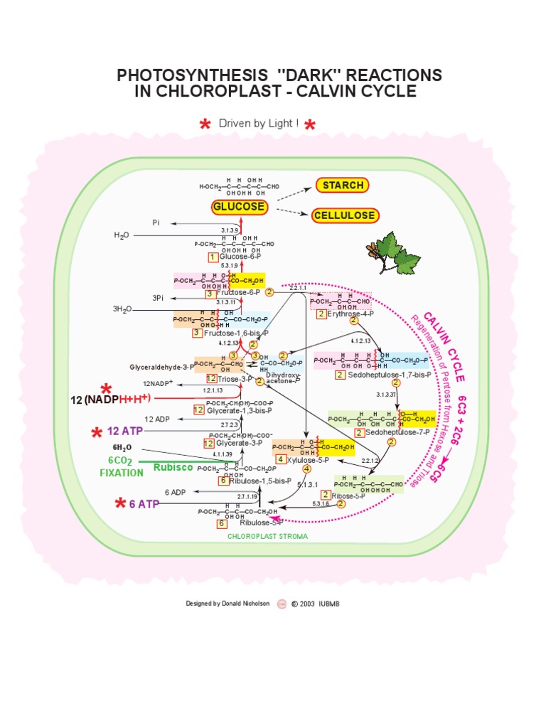 27 Calvin Cycle | PDF | Photosynthesis | Plants
