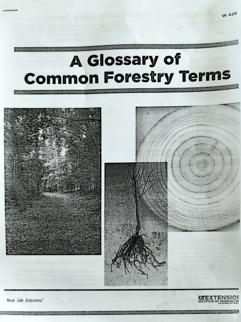 Common Forestry Terms Explained | PDF | Wood | Trees