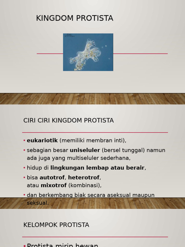 Kindgdom Protista | PDF