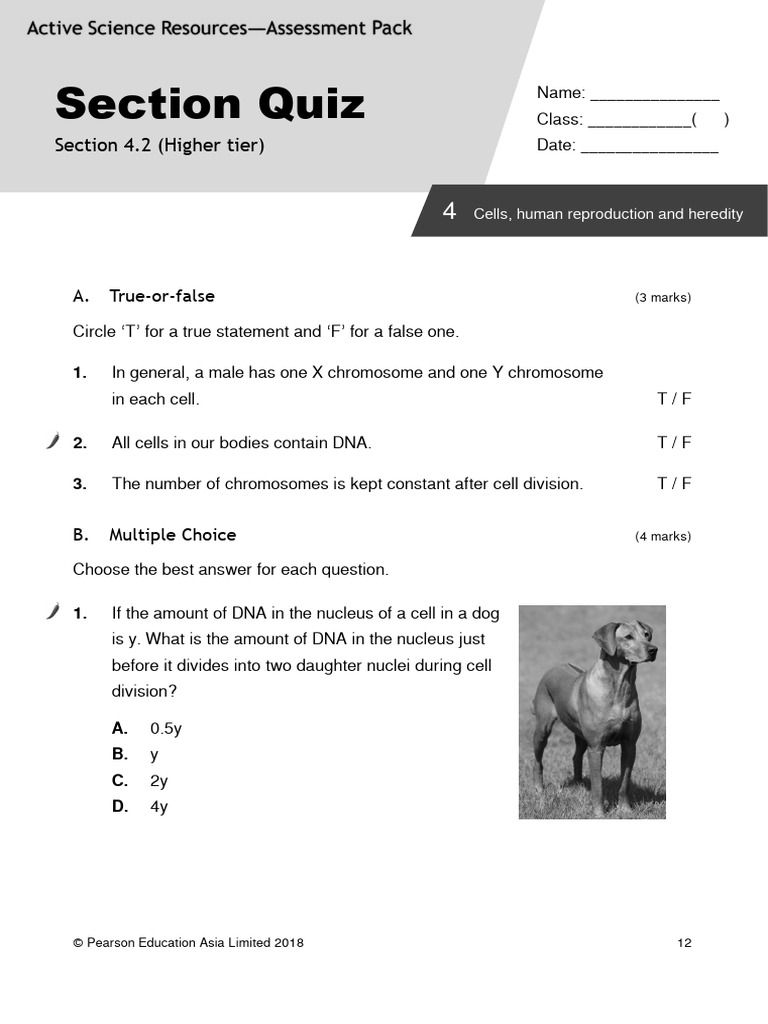 Section 4.2 Quiz: DNA & Cell Division | PDF | Chromosome | Dna