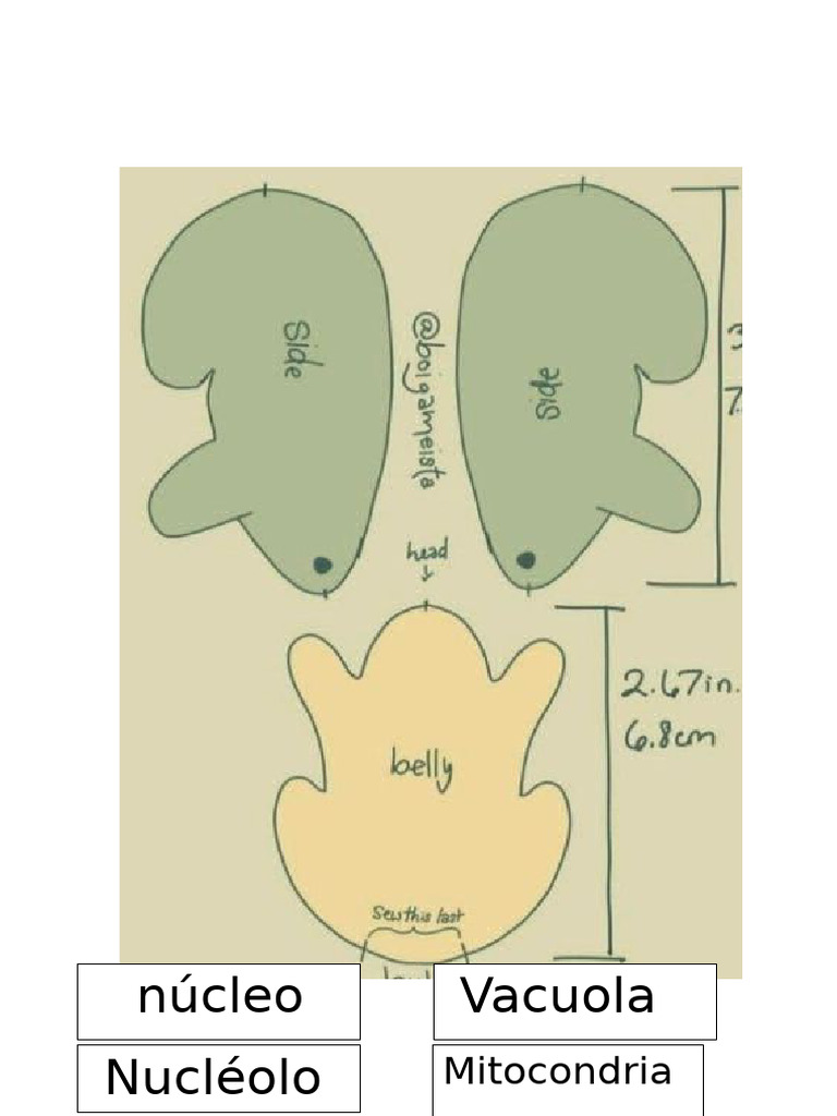 Núcleo Nucléolo Vacuola: Mitocondria | PDF