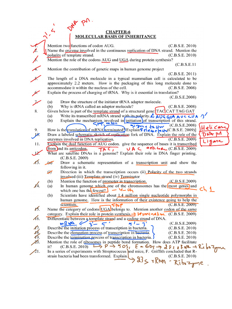 Chapter 6 Molecular Basis of Inheritance | PDF