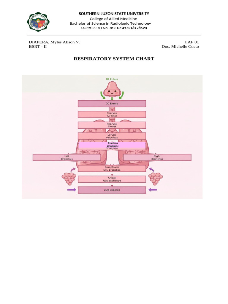 Respiratory System Chart for BSRT II | PDF