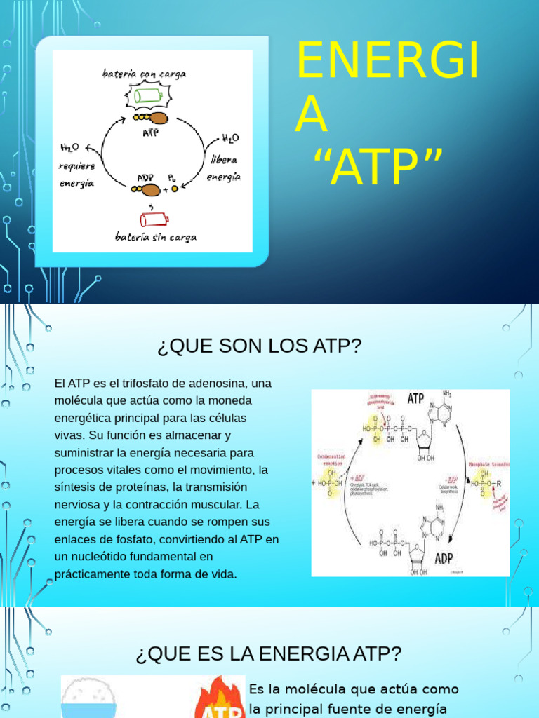 Función y Energía del ATP en Células | PDF