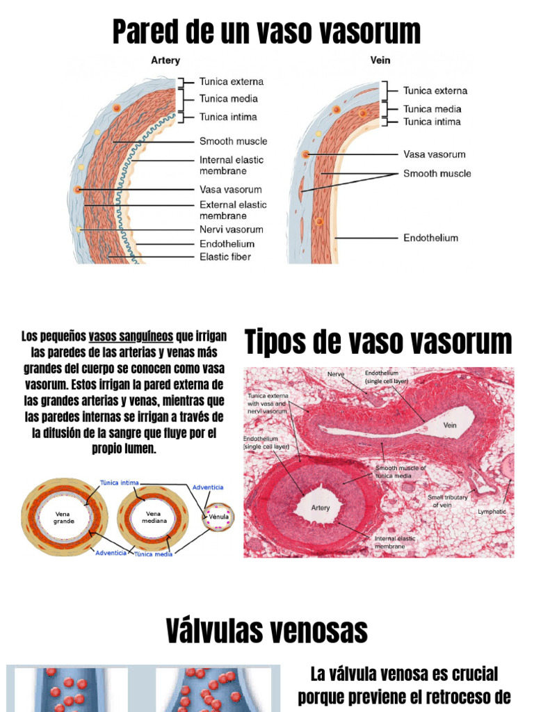 Función de las Válvulas Venosas Evitar el Reflujo Las válvulas están ...