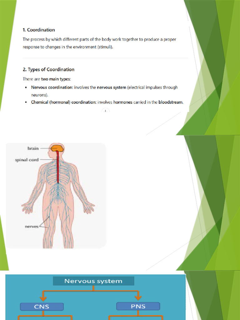 Nervous System | PDF
