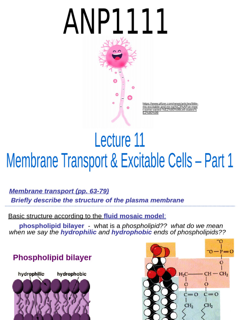 ANP1111 Lecture 11 Membrane Transport & Excitable Cells Part 1 | PDF ...