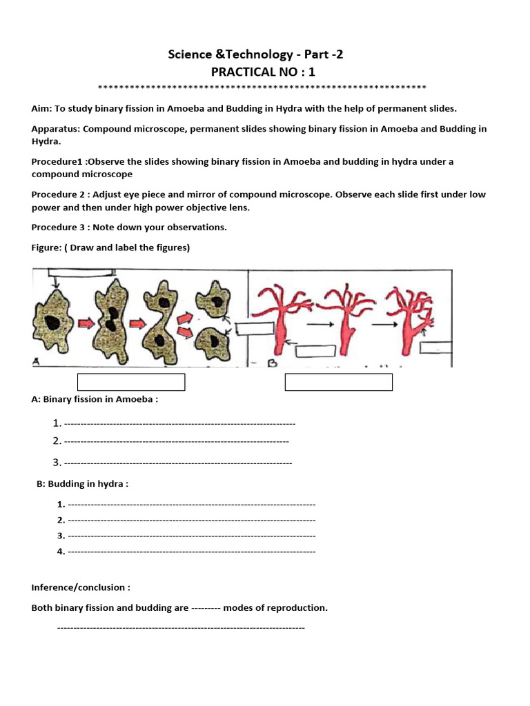 Science 2 - Practical Exam - QP | PDF | Reproduction | Biological Processes