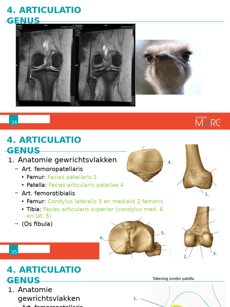 Artrologie OL Deel3 | PDF