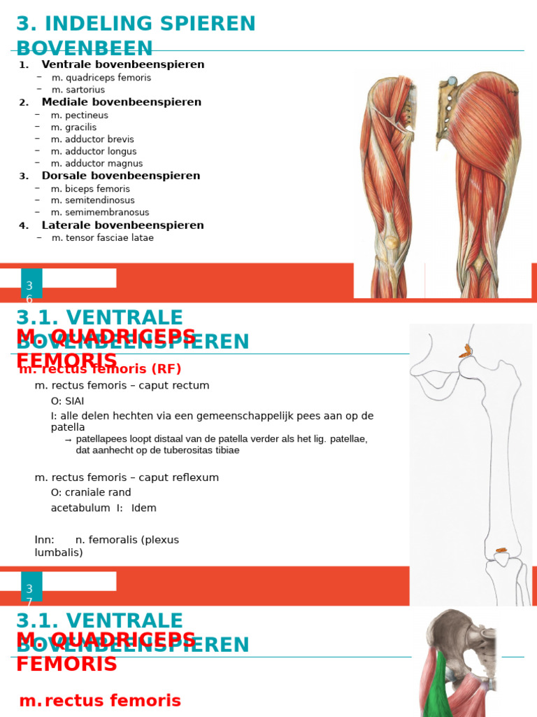 Myologie OL Heup en Bovenbeen Deel3 Geconverteerd | PDF