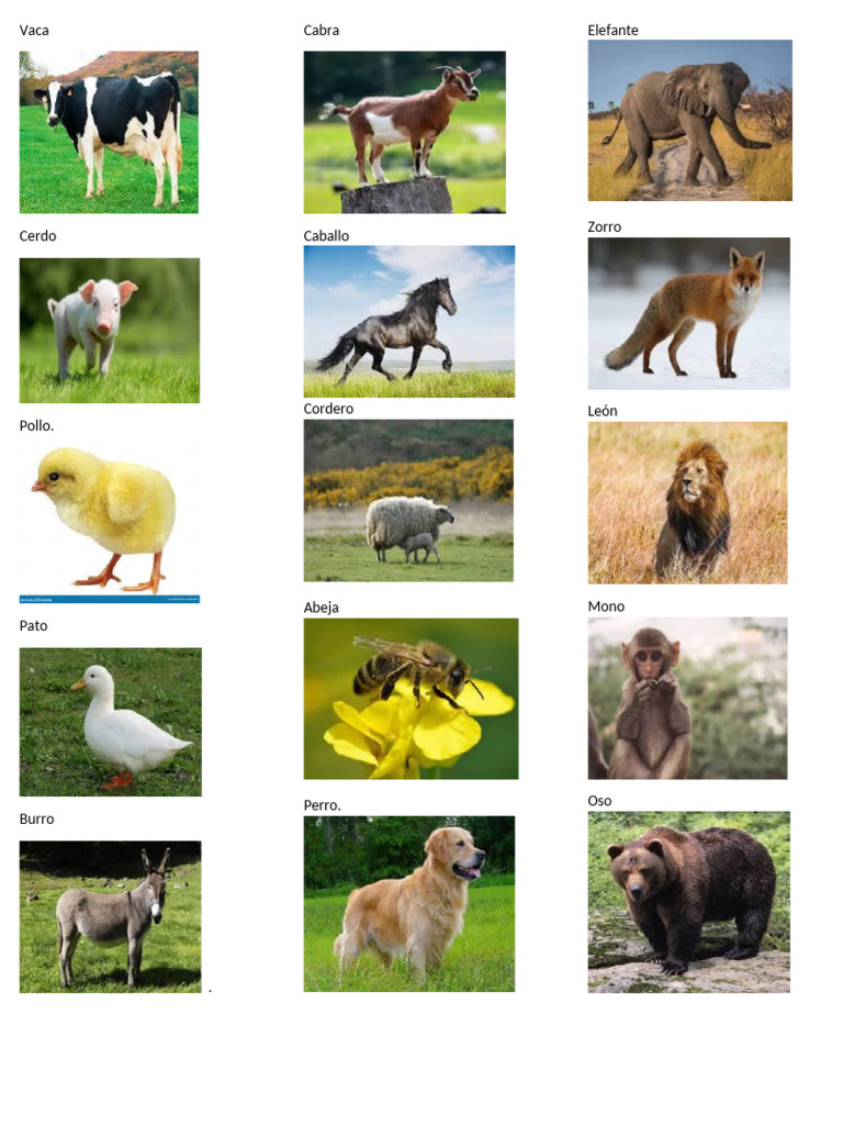 Animales y Plantas | PDF