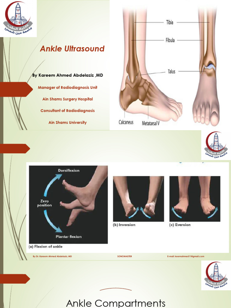 Ankle Ultrasound Anatomy Overview | PDF | Ankle | Foot