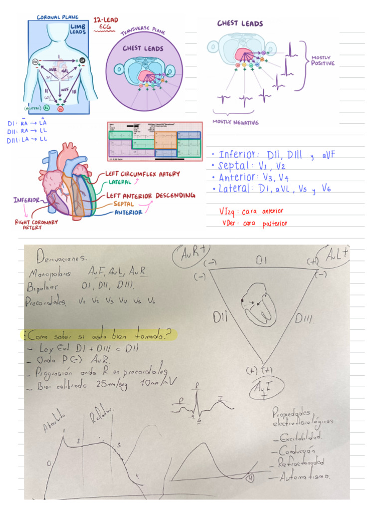 CARDIO P1 - NOTES (Osmosis + AMBOSS) 2 | PDF | Electrofisiología ...