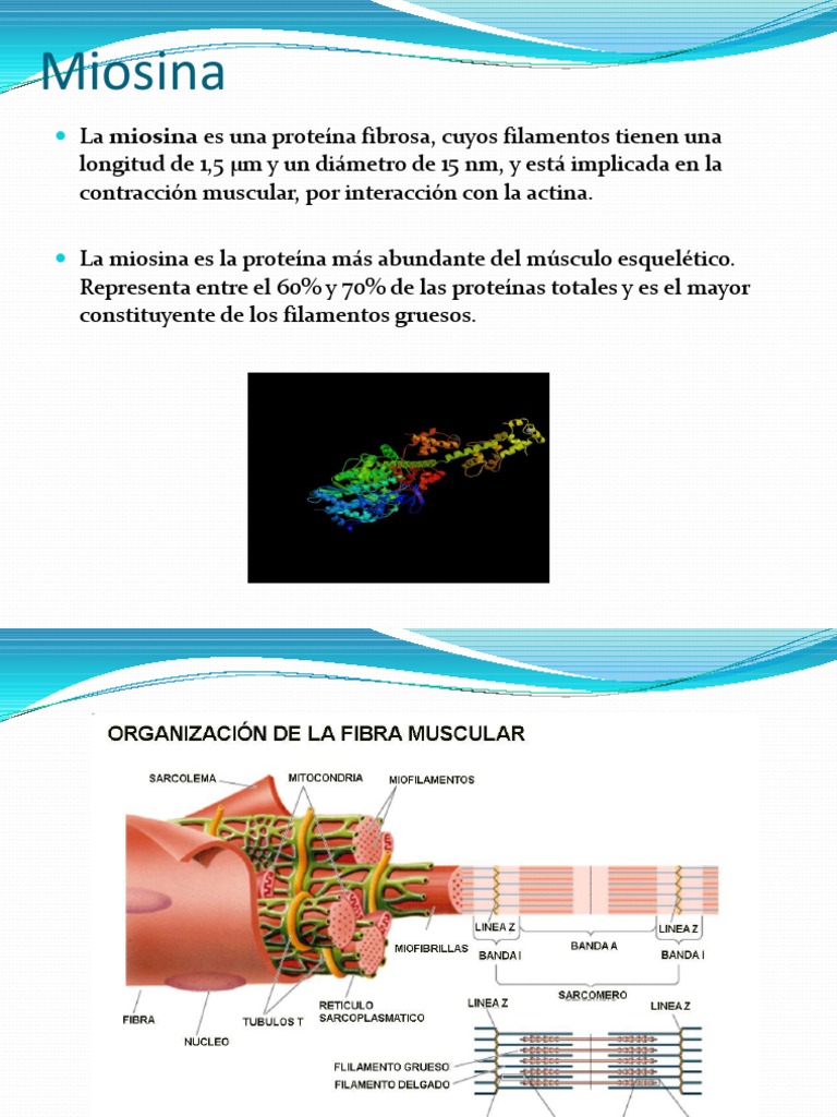 actina y miosina | Biología Celular | Anatomía