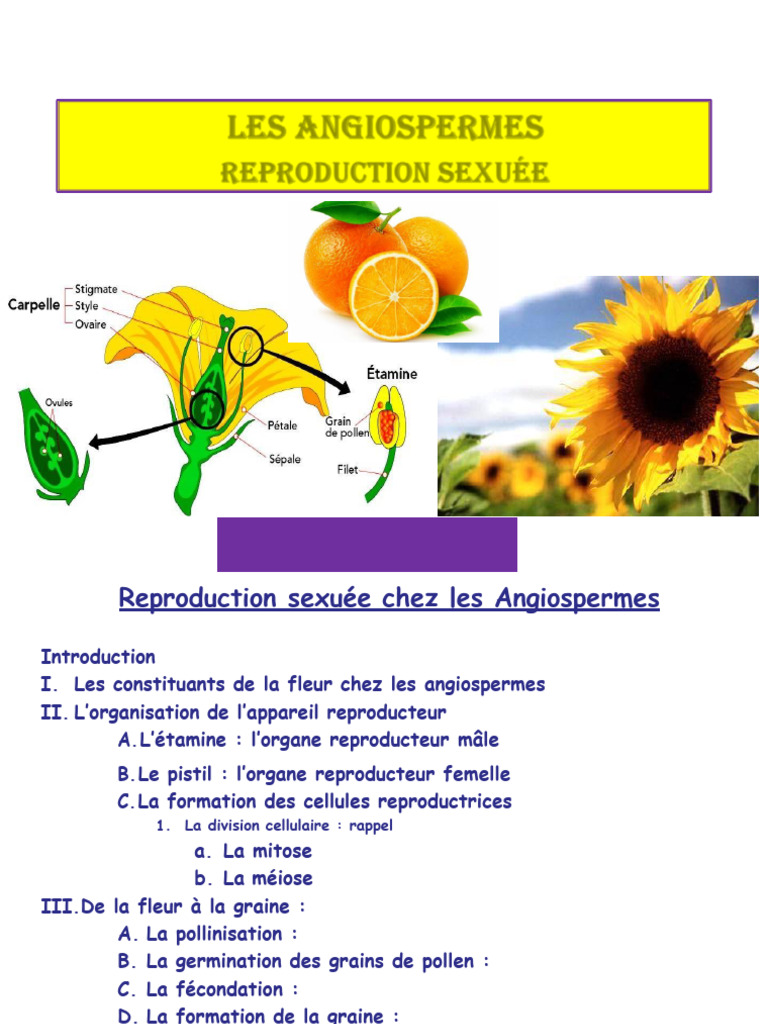 Reproduction sexuée des Angiospermes | PDF | Fleurs | Pollinisation