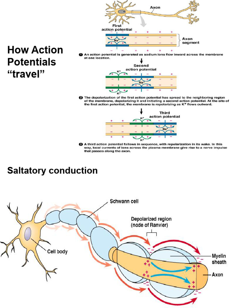 Understanding Action Potentials and Sensory Receptors | PDF