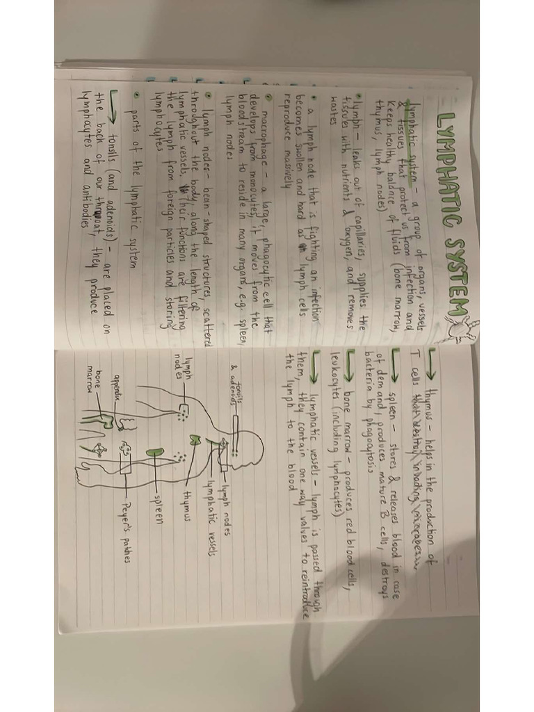 Biologia Lymphatic Immune System Notes | PDF