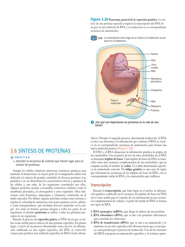 Proceso de Síntesis de Proteínas | PDF | Rna | Traducción (biología)