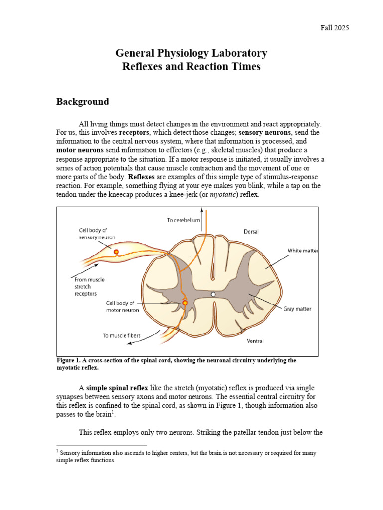 Fall2025 - Reflexes and Reaction Times | PDF | Motor Neuron | Mental ...