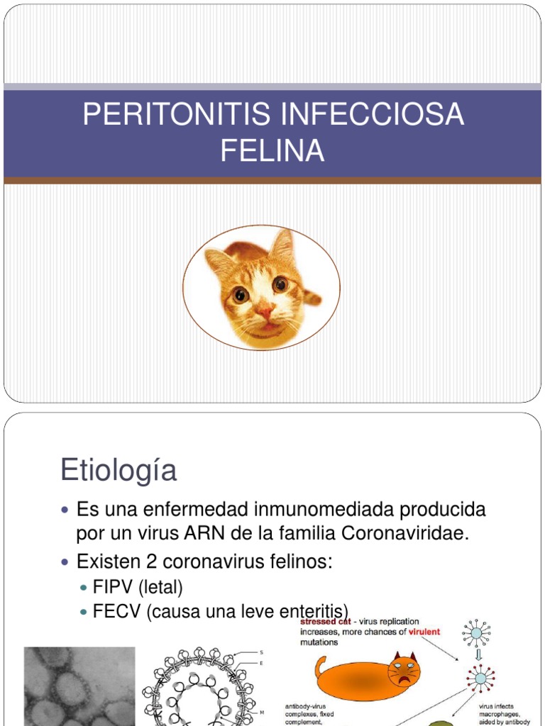 Peritonitis Infecciosa Felina
