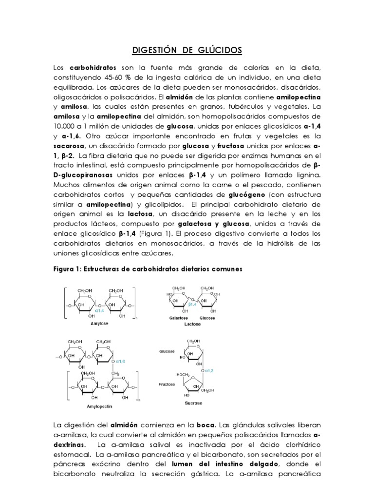 Digestión y Absorción de Glúcidos | PDF | Carbohidratos | Digestión