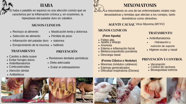 HABAA | PDF