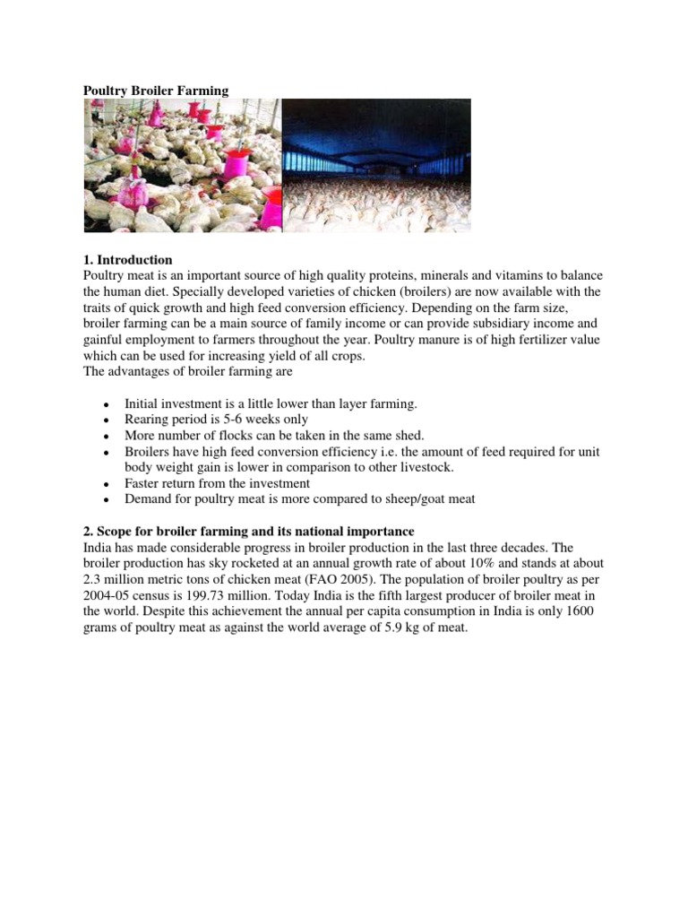 Poultry Broiler Farming Pdf Meat Broiler