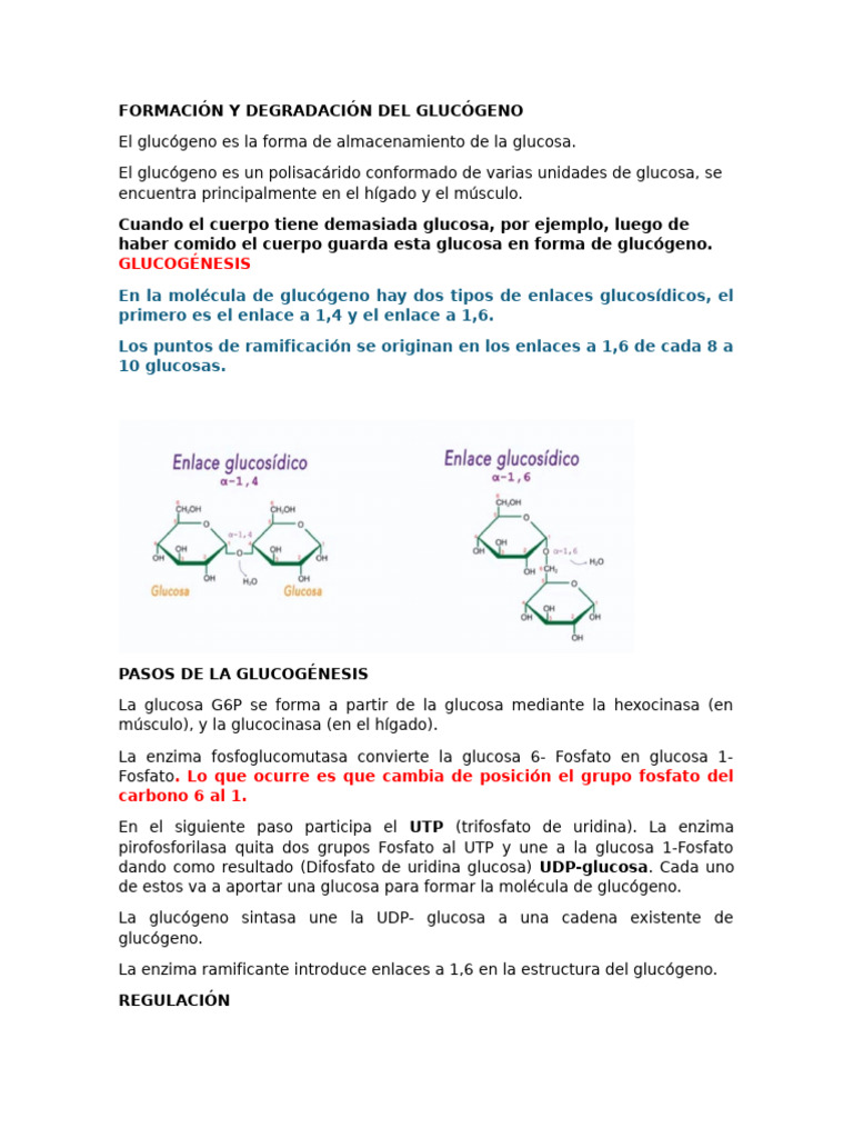 GLUCOGENO | PDF | Glucógeno | Bioquímica