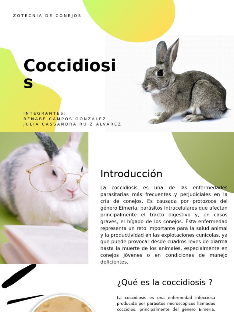 Coccidiosis | PDF | Diarrea | Heces