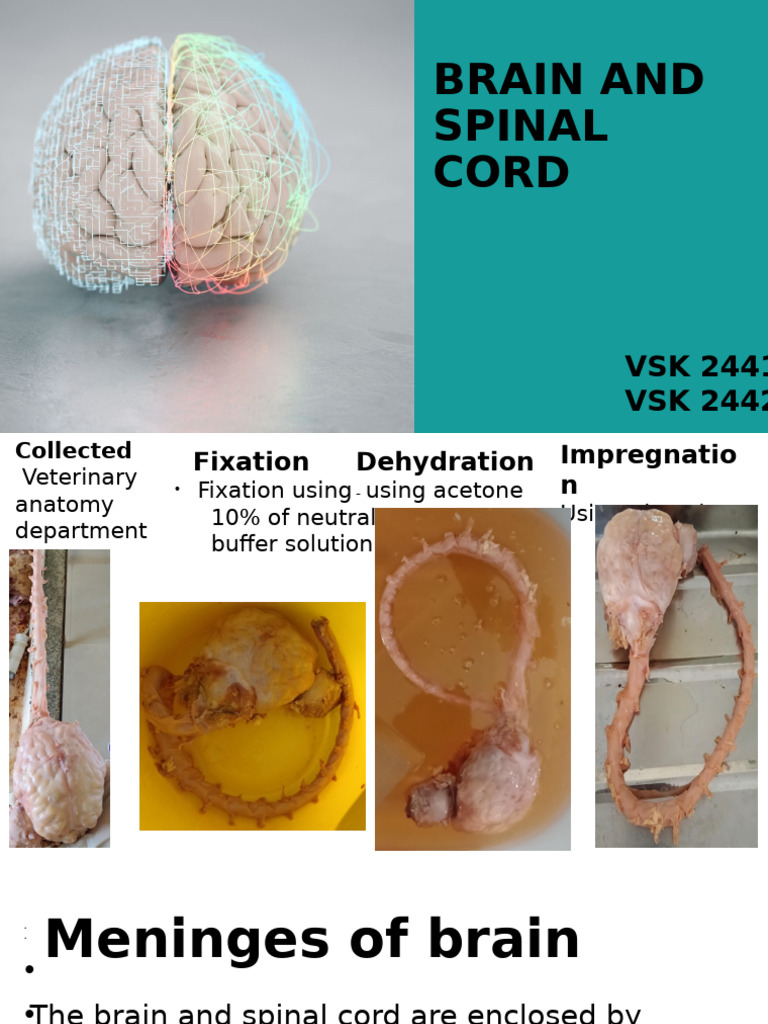 Brain and Spinal Anatomy | PDF | Cerebral Cortex | Cerebellum