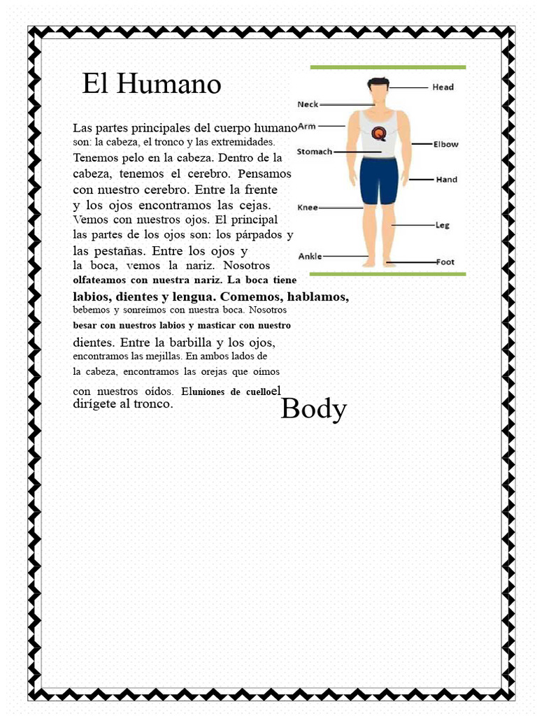 Partes del Cuerpo Humano y Funciones | PDF | Mano | Anatomía humana