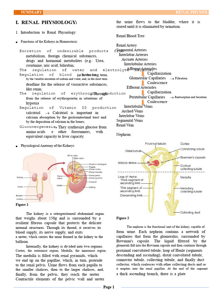 Summary - Renal Physiology.pdf | PDF | Kidney