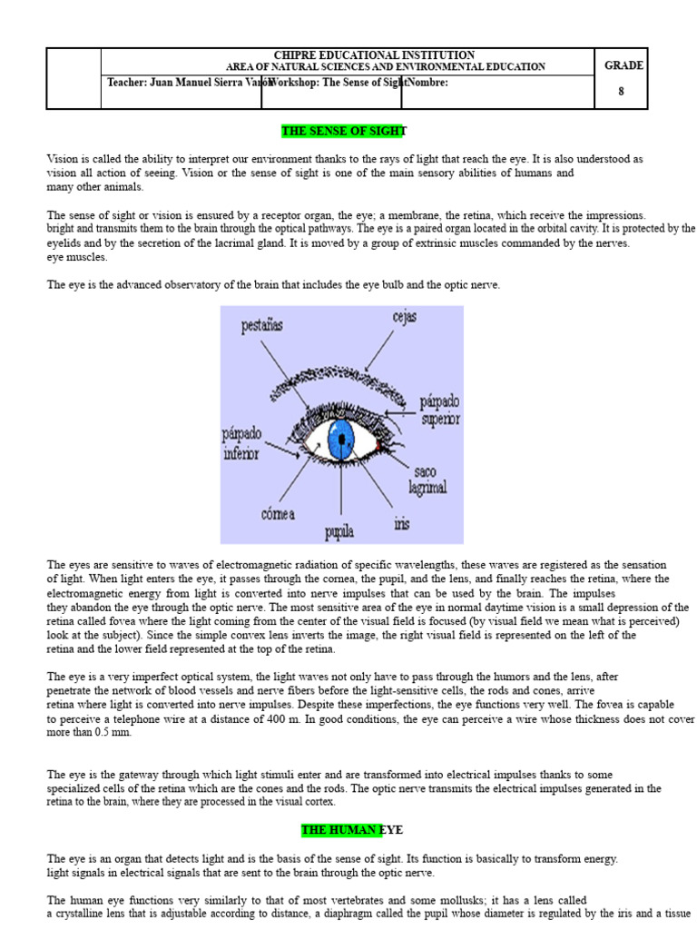 Workshop The Sense of Sight 8 | PDF | Eye | Retina
