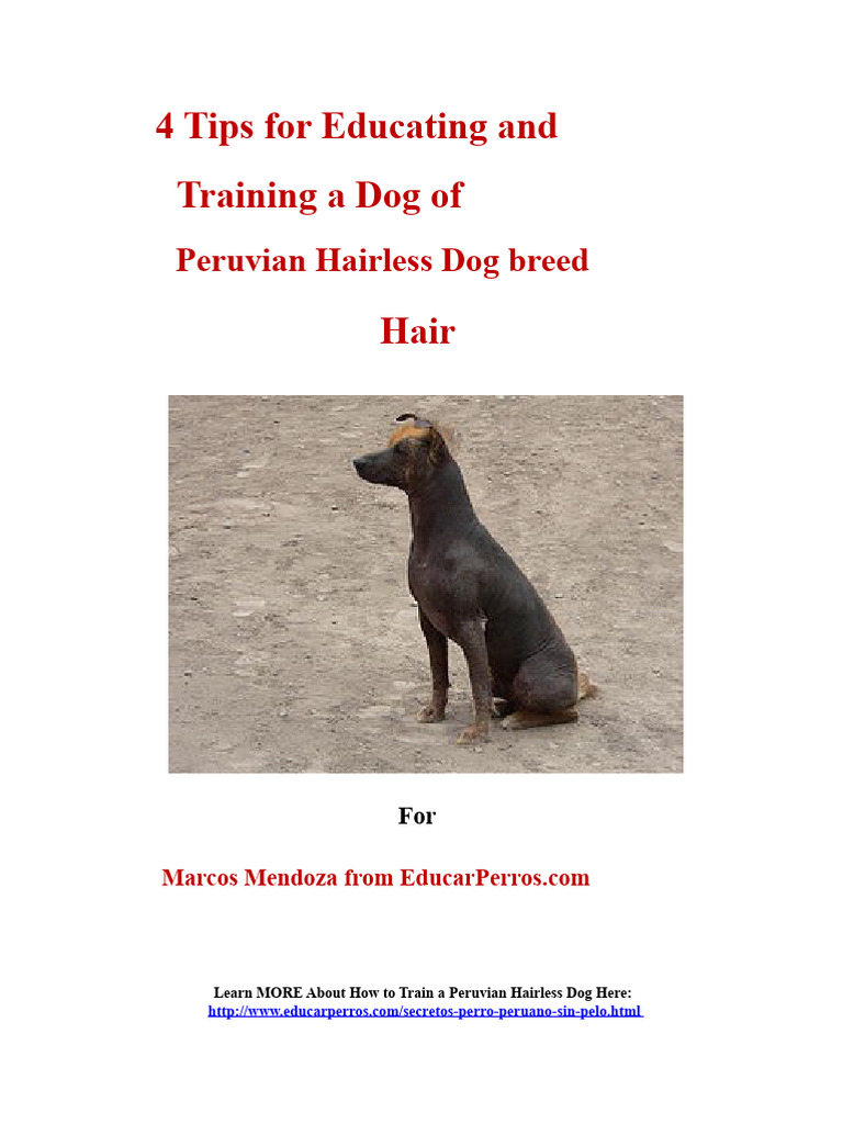4 Tips For Training and Educating A Peruvian Hairless Dog | PDF | Dogs