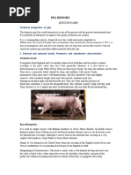 Classifying Swine Breeds for Production | PDF | Pig | Livestock