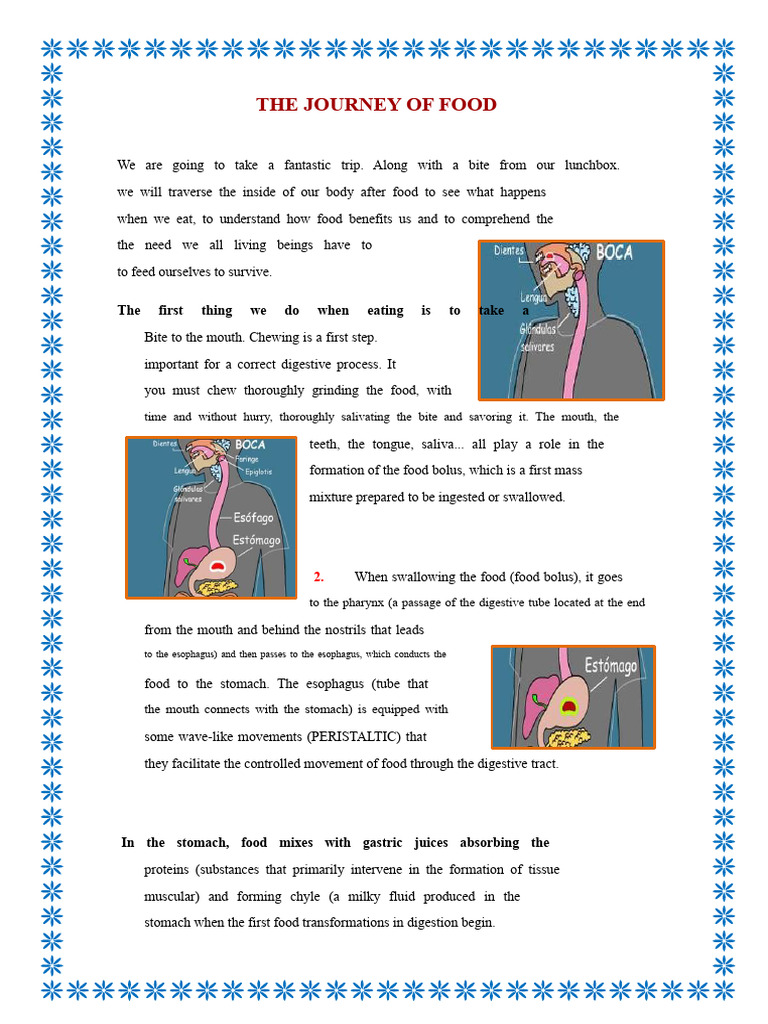 The Journey of Food | PDF | Digestion | Stomach