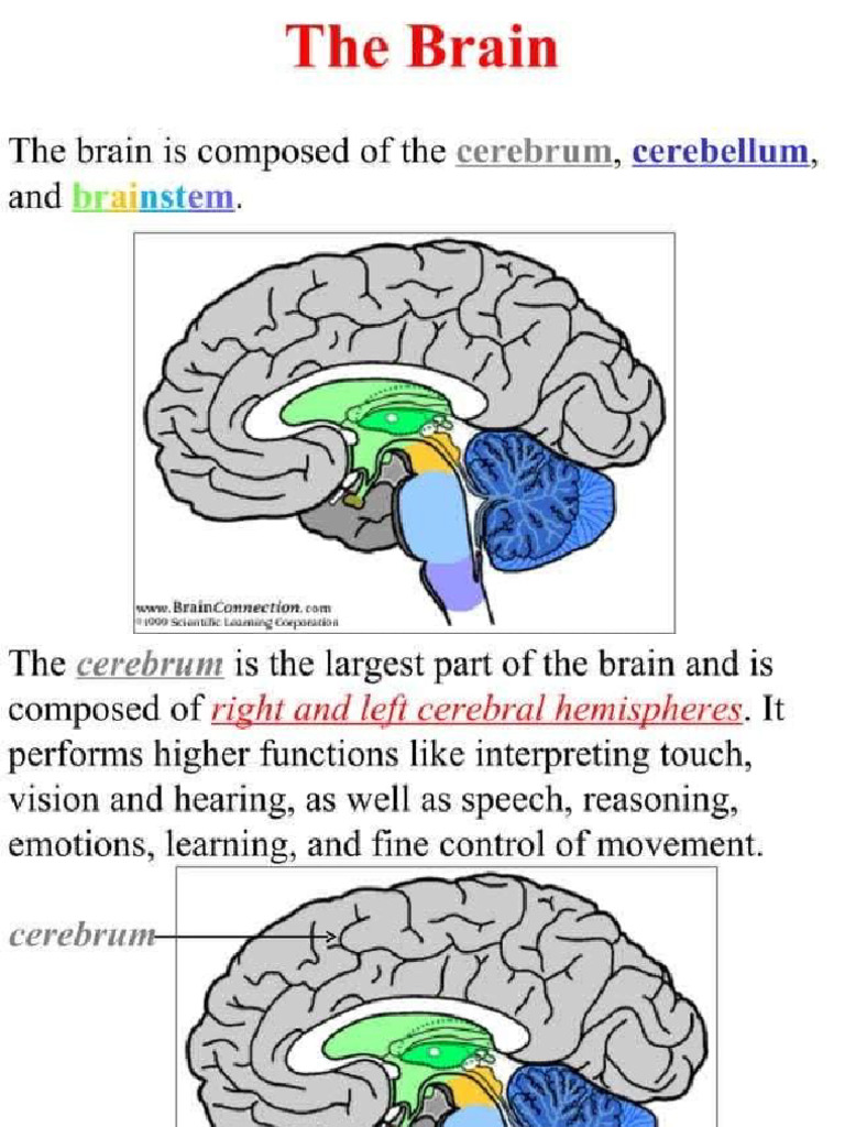 Brain (Slides Presentations) | PDF