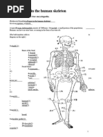 Complete List of 206 Human Bones | PDF | Vertebra | Toe