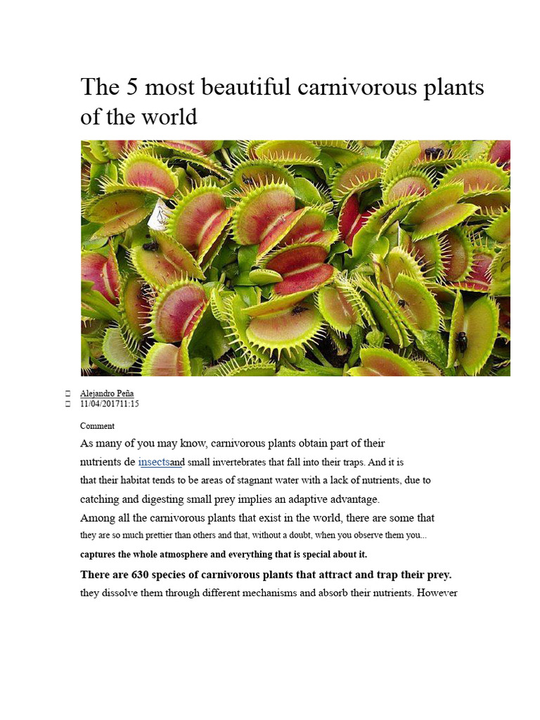 Top 5 Stunning Carnivorous Plants | PDF | Organisms | Botany