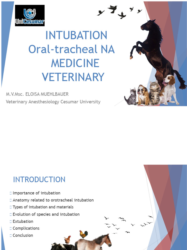 Orotracheal Intubation in Veterinary Medicine | PDF | Anesthesia ...
