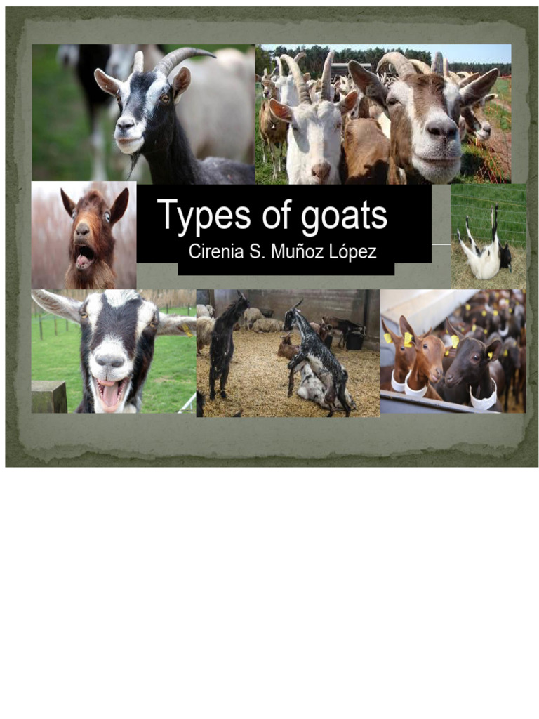 Types of Goats | PDF | Goat | Milk