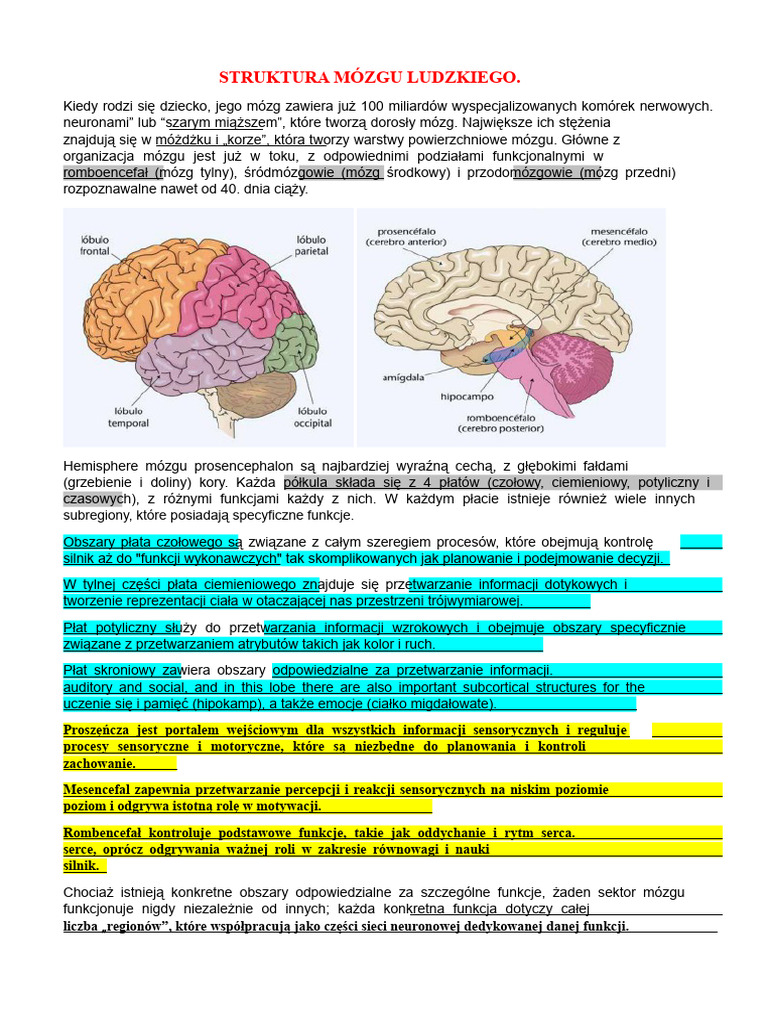Struktura Ludzkiego Mózgu | PDF