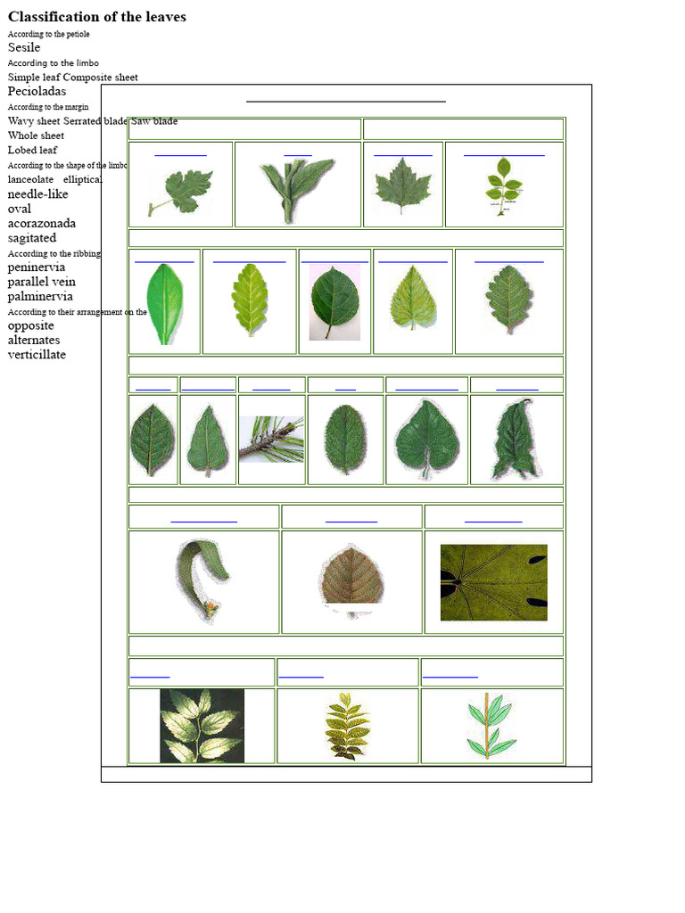 Classification of Leaves | PDF