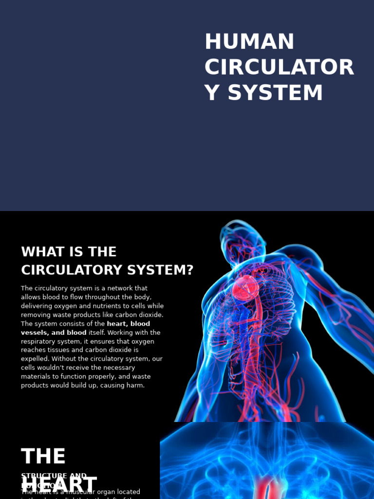 Circulatory System Educational Presentation in Black Blue Animated ...