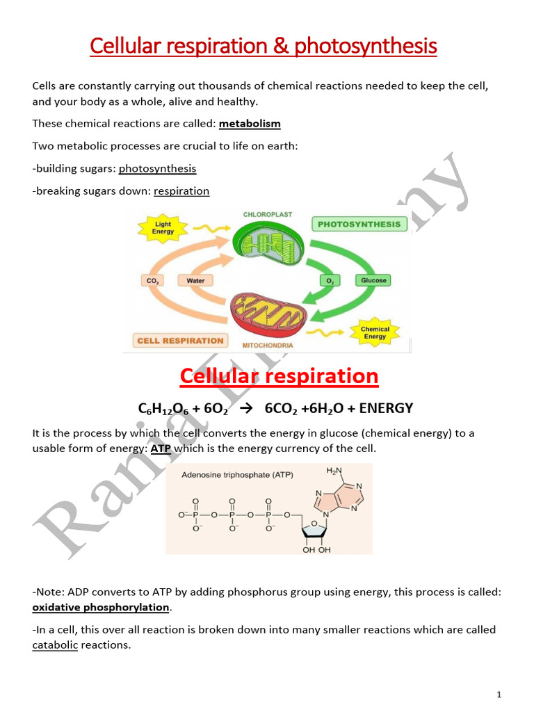 Cellular Respiration and Photosynthesis Explained | PDF | Cellular ...