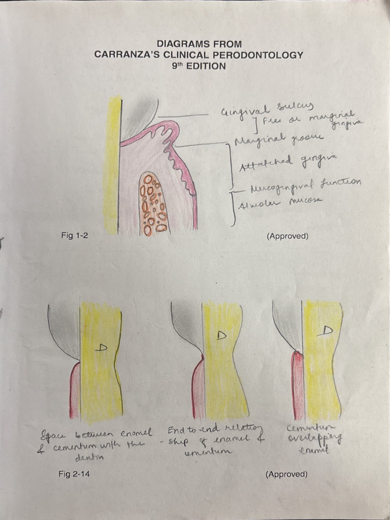 Perio Journal | PDF