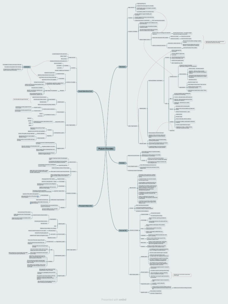 Mind Map Draft! | PDF | Vertebra | Anatomy